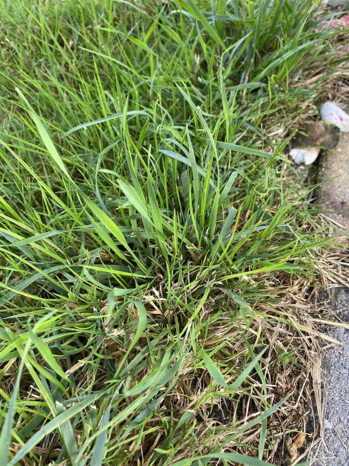 Wild gras in het gazon: herkennen & verwijderen | MOOWY