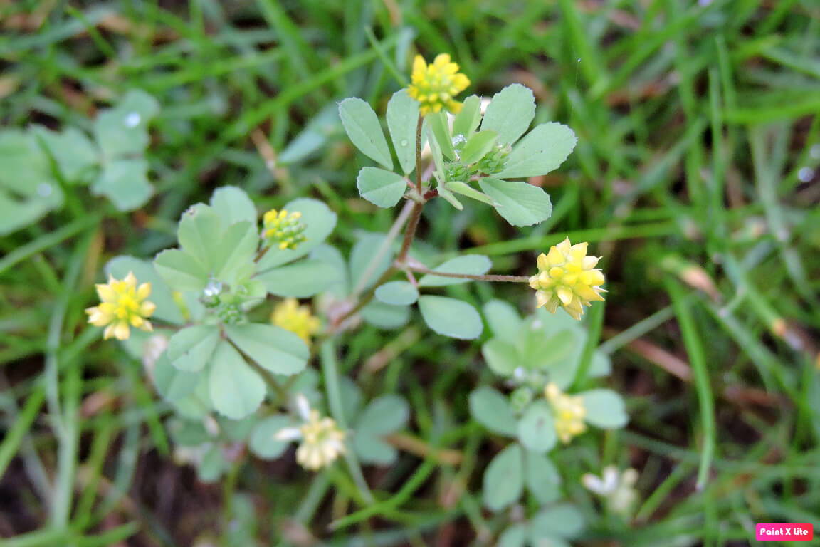 Klaver in het Gazon Bestrijden & Voorkomen | MOOWY