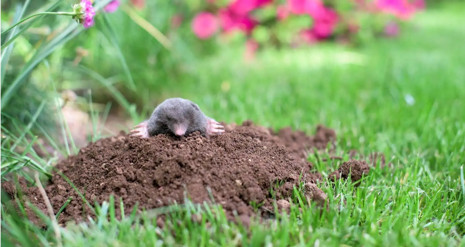 Mollen in de tuin: bestrijden, vangen & voorkomen | MOOWY