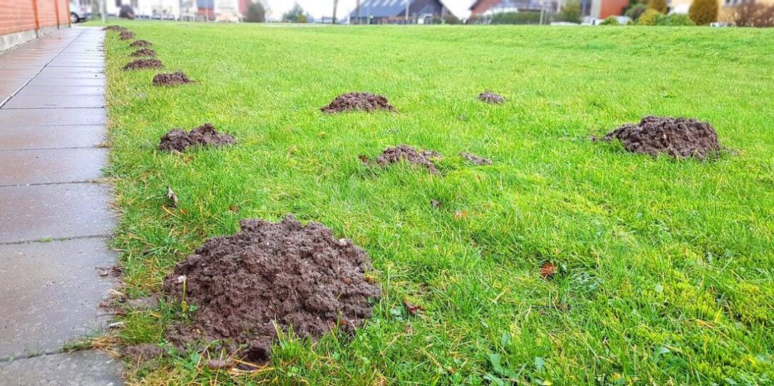 Mollen in de tuin: bestrijden, vangen & voorkomen | MOOWY
