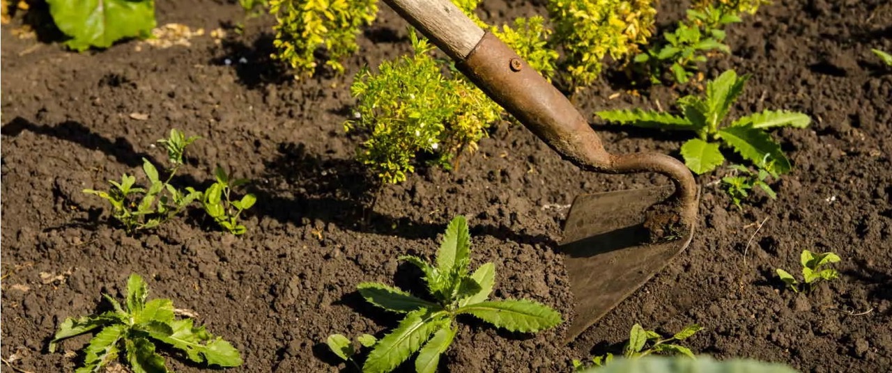 Onkruid Verwijderen,Bestrijden & Voorkomen | MOOWY