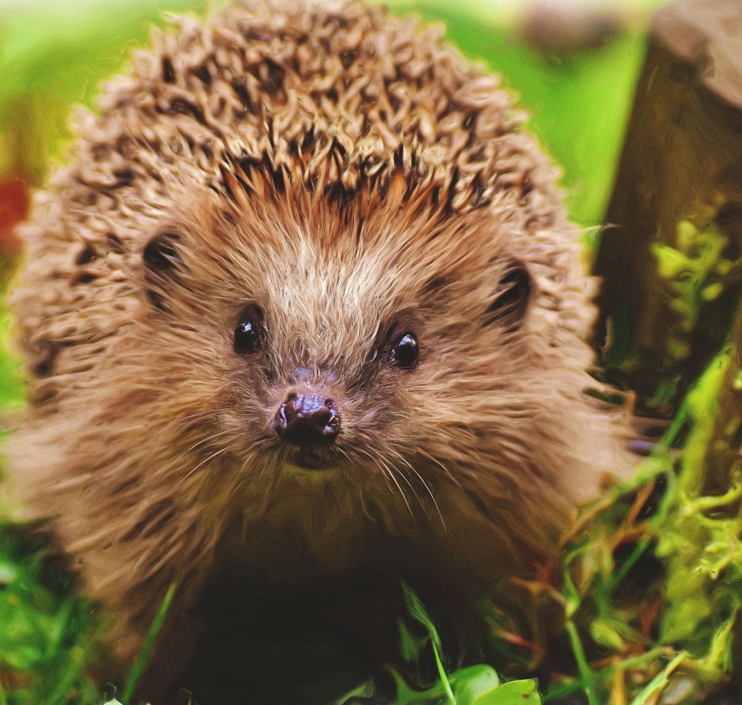 Egel in de tuin? Zo help je hem de winter door! | MOOWY