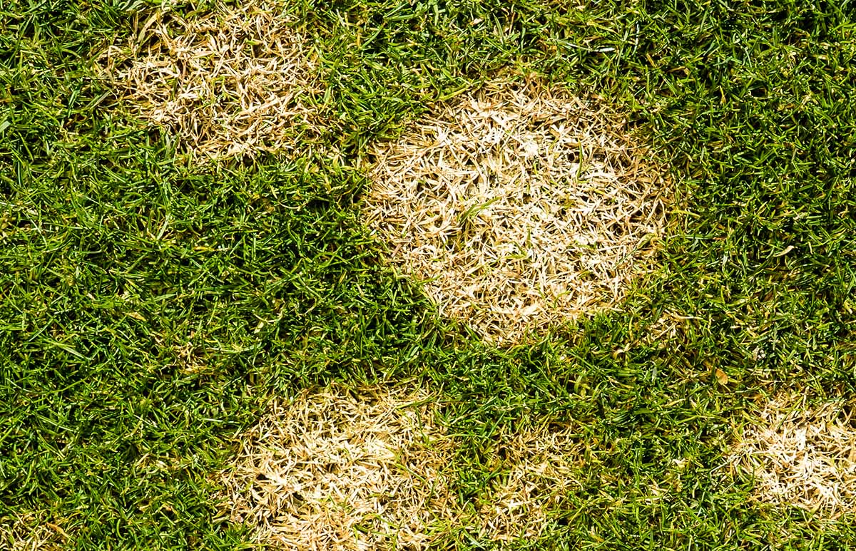 Een verbrand gazon door overbemesting – hoe voorkom en herstel je dat? | MOOWY