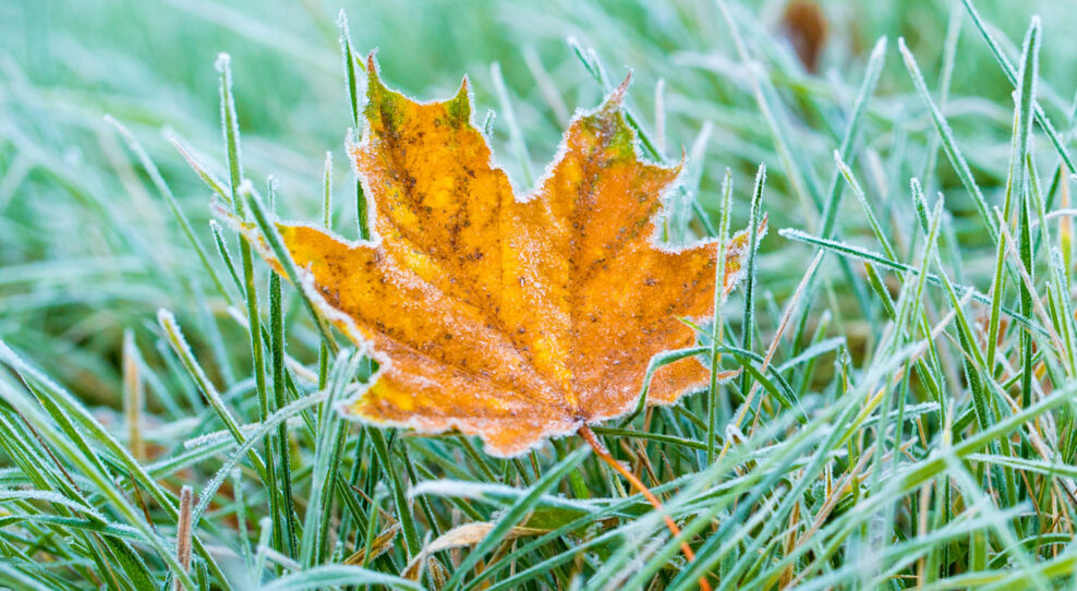 4 Tips om tuin en planten tegen vorst te beschermen | MOOWY