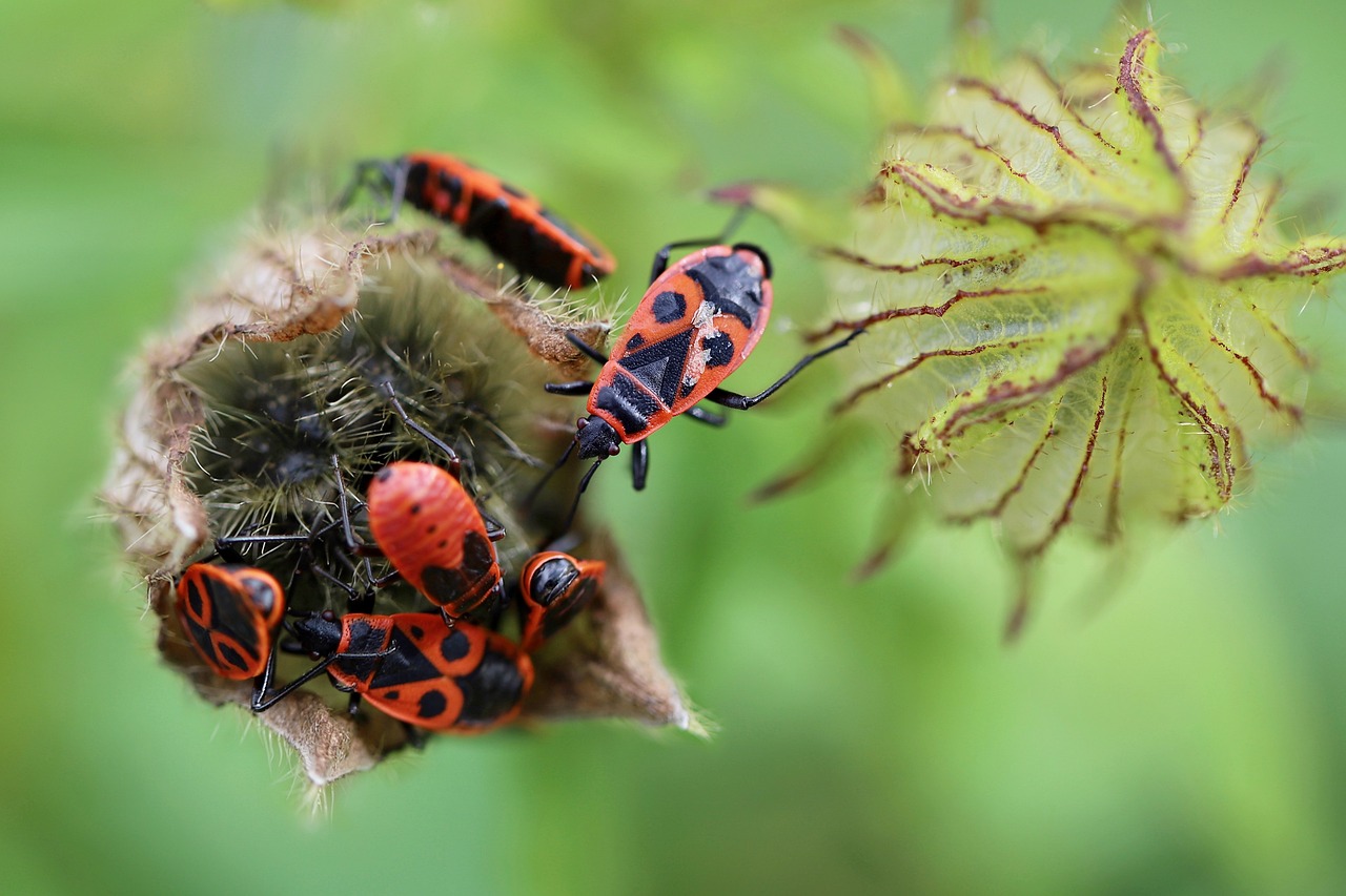 Vuurwants in de Tuin: Alles over deze prachtige insecten