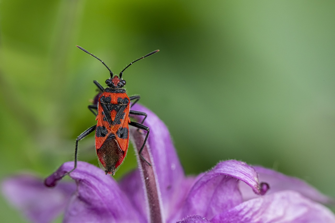 Vuurwants in de Tuin: Alles over deze prachtige insecten