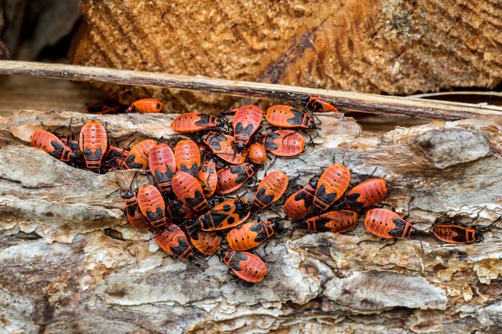 Vuurwants in de Tuin: Alles over deze prachtige insecten