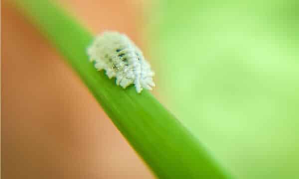 Dopluis Herkennen & Bestrijden | MOOWY