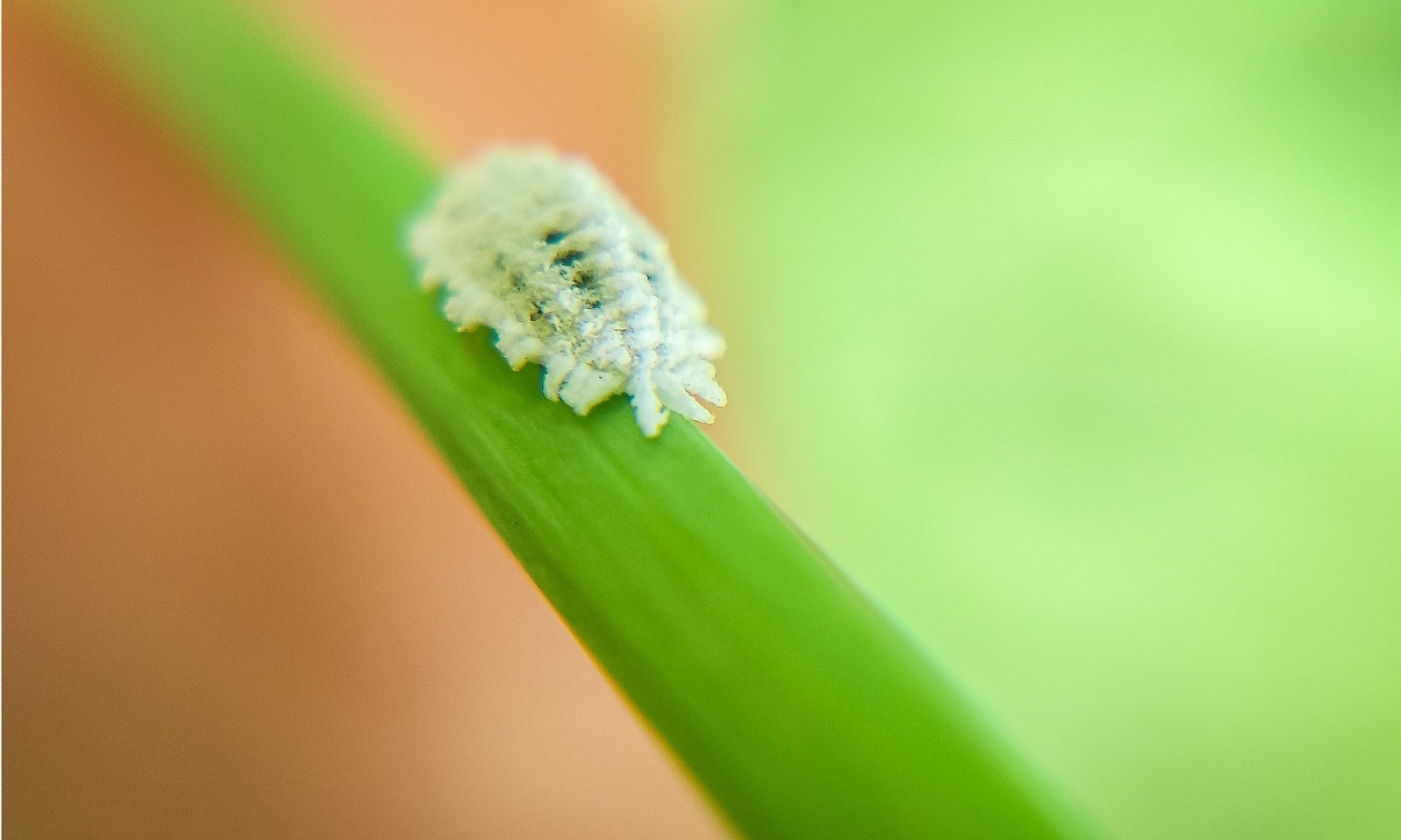 Dopluis Herkennen & Bestrijden | MOOWY