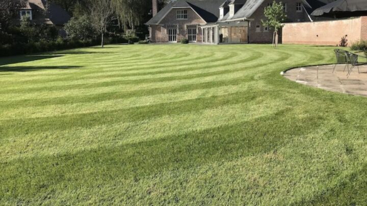 Korstmos Herkennen en Verwijderen