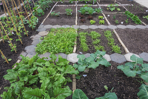 Zo Doe Je Dat: Je Eigen Moestuin Beginnen | MOOWY