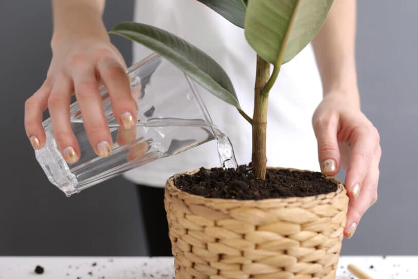 Ficus Verzorging 101: Advies voor Gezonde Planten | MOOWY