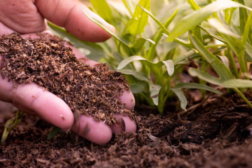 De Moestuin Bemesten: Waarom, Wanneer & Hoe | MOOWY