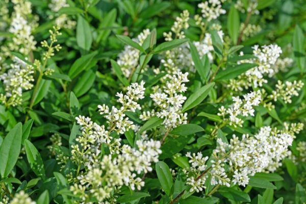 Ligusterhaag Planten & Verzorgen: De Complete Gids | MOOWY