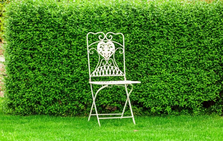 Ligusterhaag Planten & Verzorgen: De Complete Gids | MOOWY