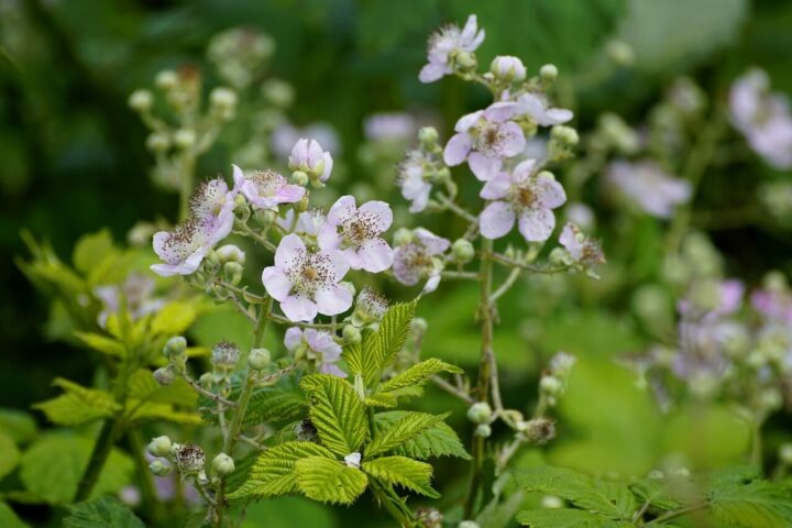 Bramen Planten En Verzorgen: Een Complete Gids
