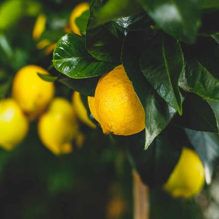 Citroenboom Planten & Verzorgen: Zo Doe Je Dat | MOOWY