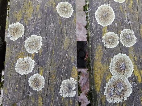 Korstmos Herkennen en Verwijderen