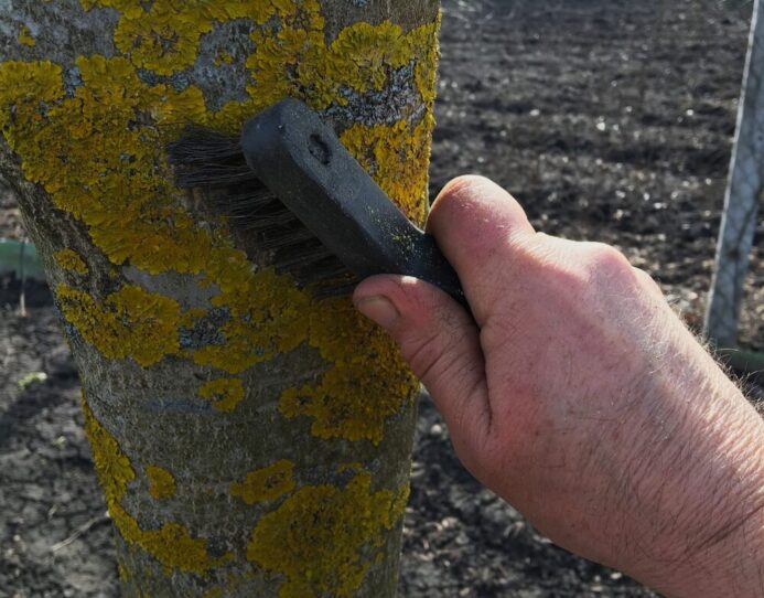 Korstmos Herkennen en Verwijderen