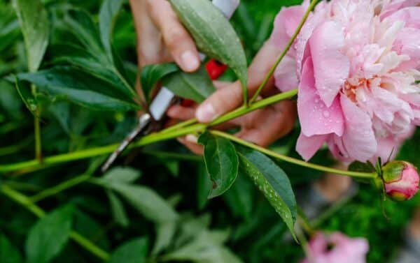 Pioenroos Planten En Verzorgen: Zo Doe Je Dat | MOOWY