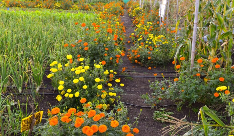 Combinatieteelt: De Ultieme Gids Voor Een Gezonde Moestuin