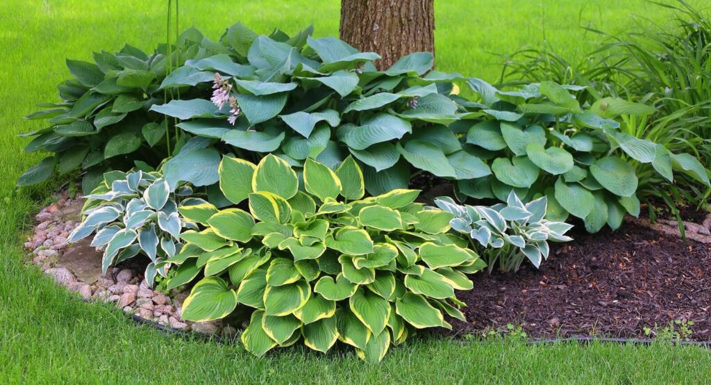 Hosta Planten & Verzorgen - Een Complete Gids | MOOWY