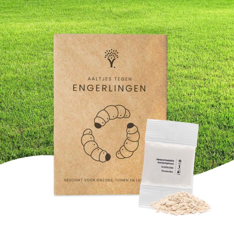 Inheemse Planten voor je Tuin: een Complete Gids