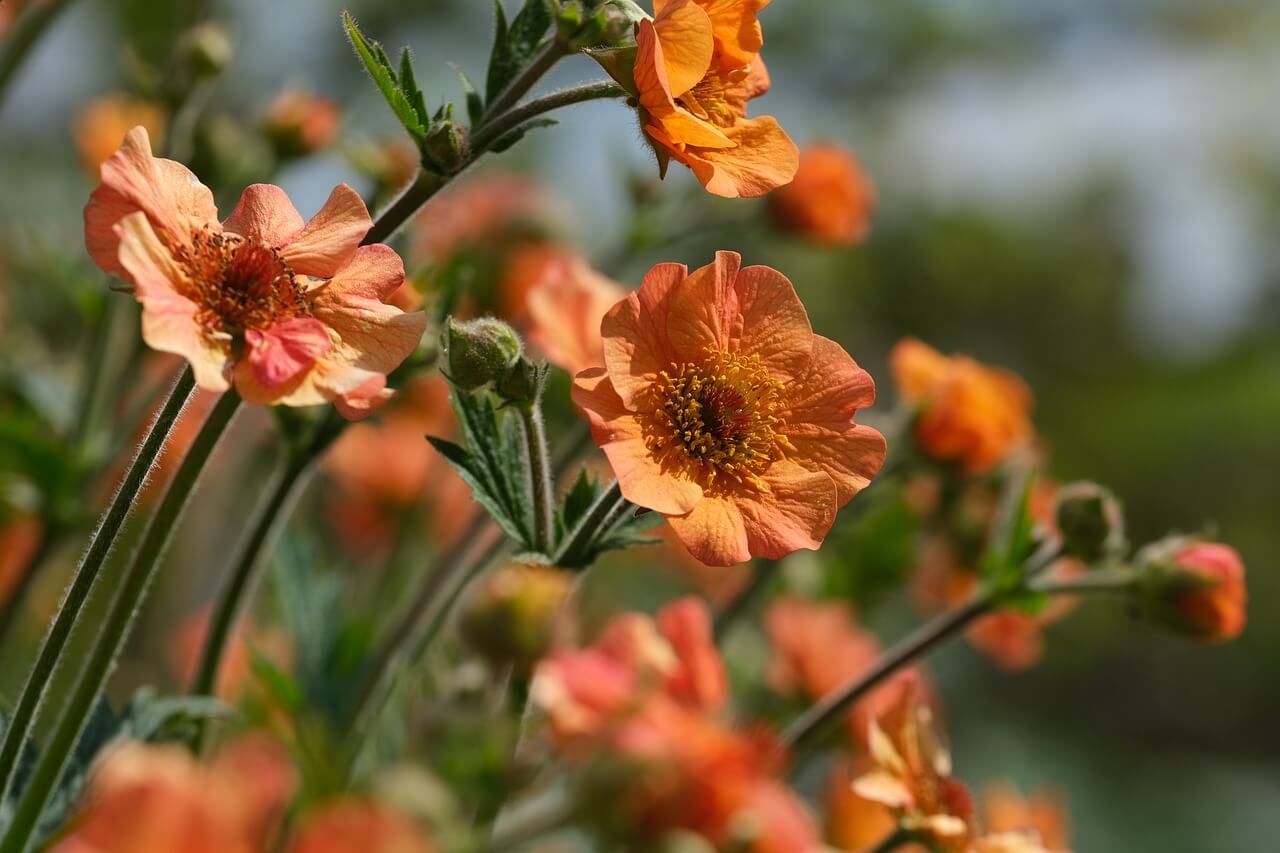 Het Hele Jaar een Bloeiende Tuin met Bloeiende Vaste Planten